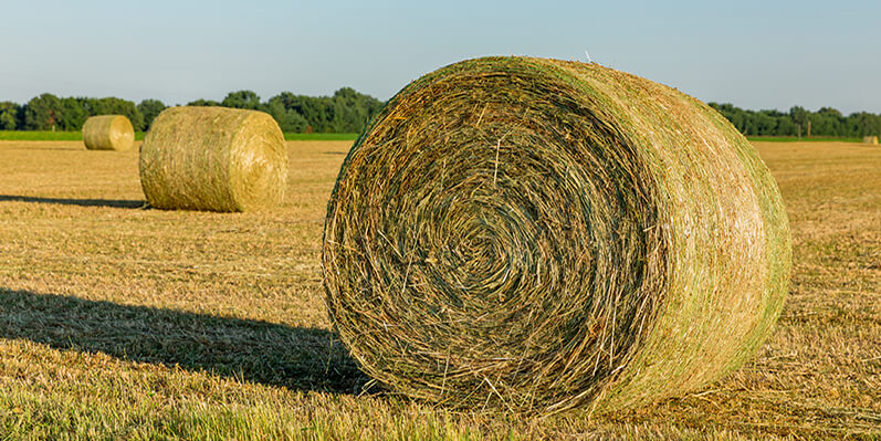 Determining Forage Supplementation - AgriGro