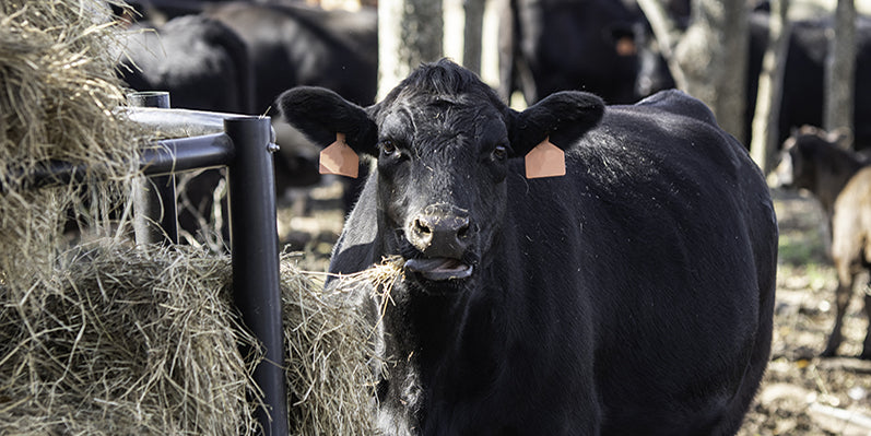Enhancing Cattle Performance with Strategic Protein Supplementation ...