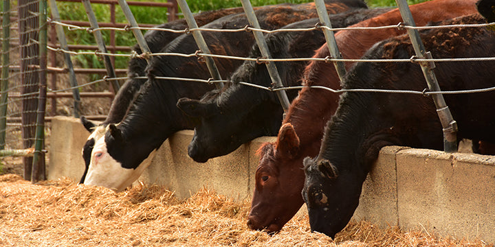 Ruminant Nutrition - Back to the Basics - AgriGro