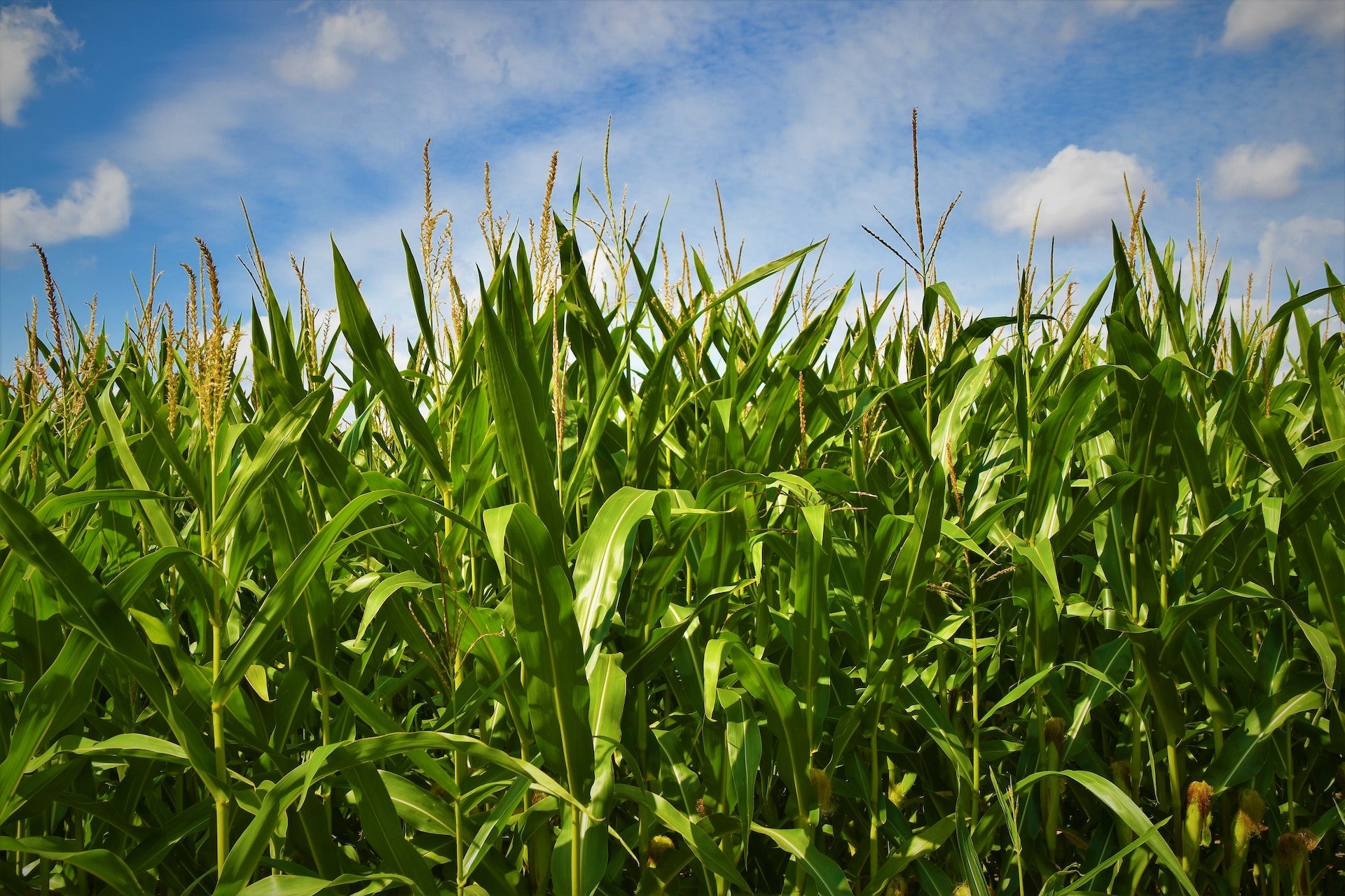 SeedMaxx® Boosts Corn Yields by 7.8 BPA Across Multiple Locations – AgriGro